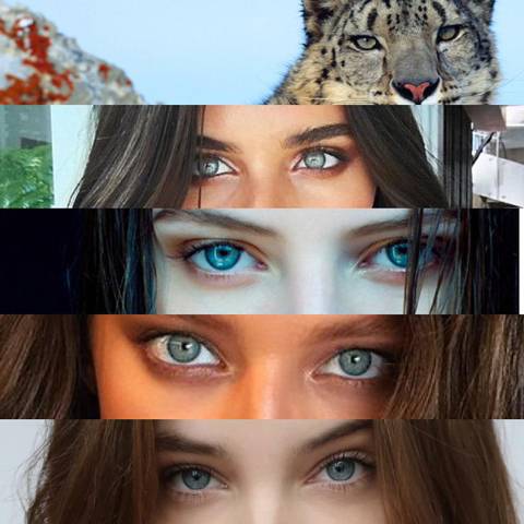 서양에서 인기있는 포식자의 눈 (Hunter Eyes) - 인스티즈(instiz) 이슈 카테고리